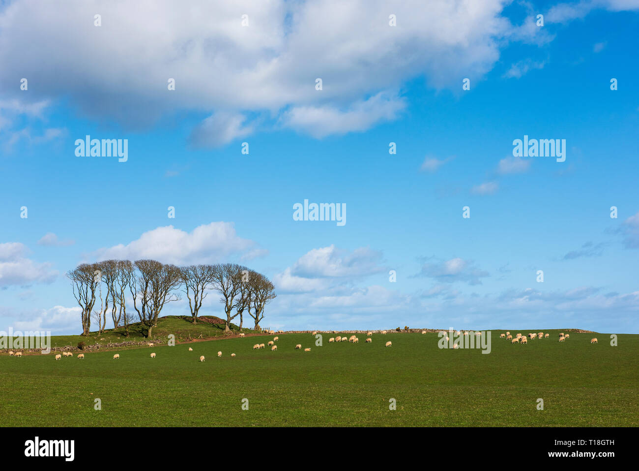 Copse of trees on mound known as Uras Knaps, south of Stonehaven ...