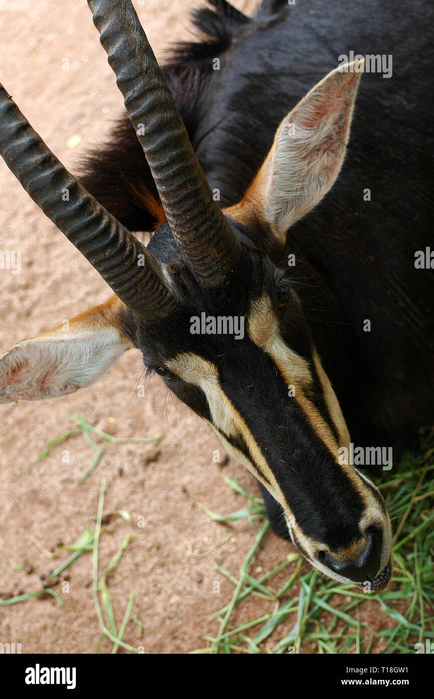 Black antelope pictures hi-res stock photography and images - Alamy