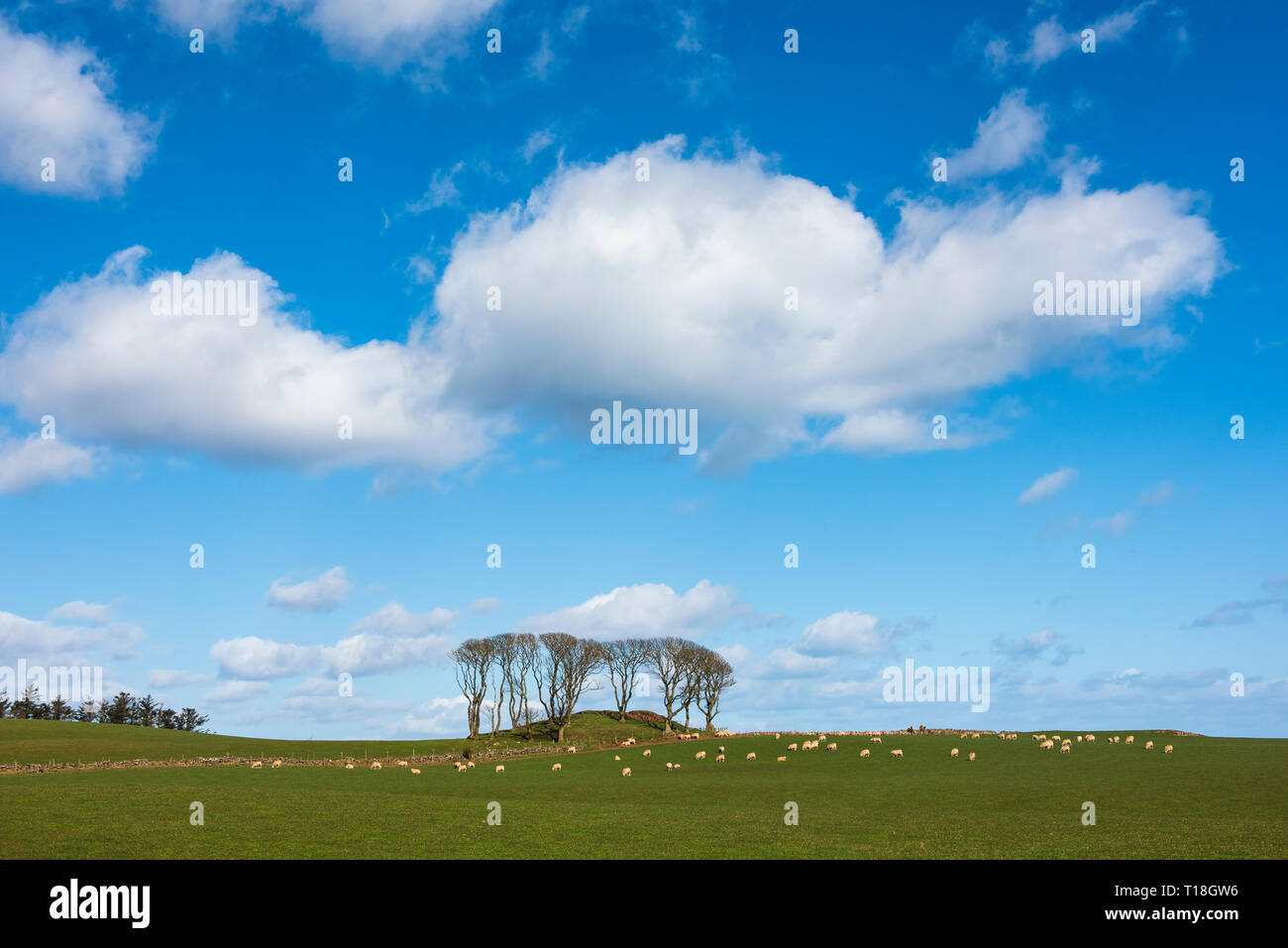 Copse of trees on mound known as Uras Knaps, south of Stonehaven ...