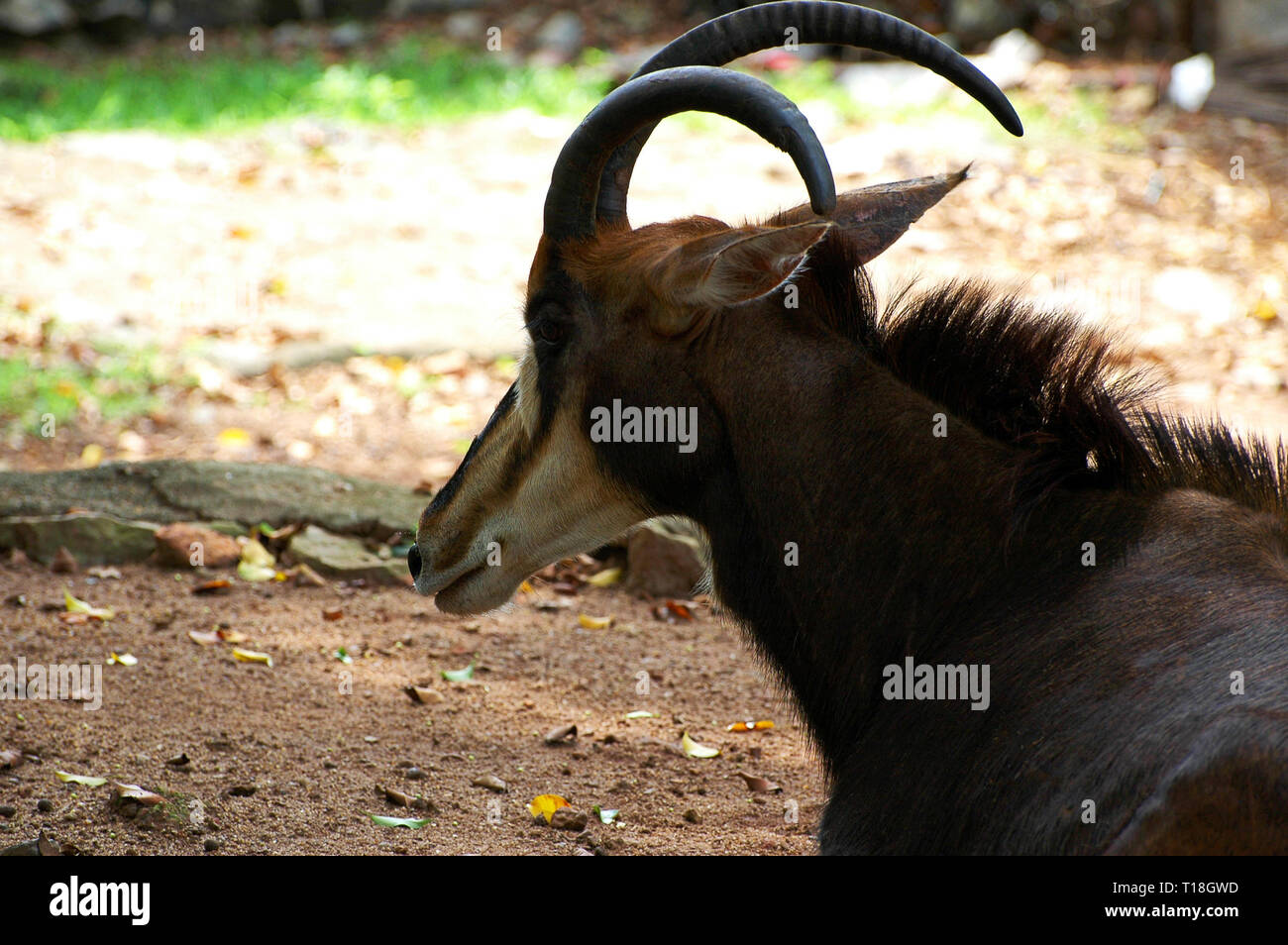 Black antelope pictures hi-res stock photography and images - Alamy