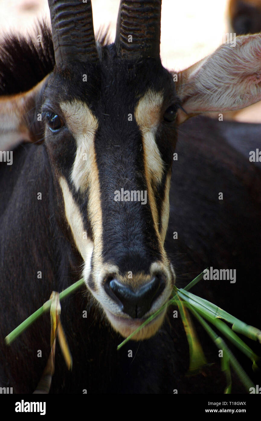 Black antelope hi-res stock photography and images - Alamy