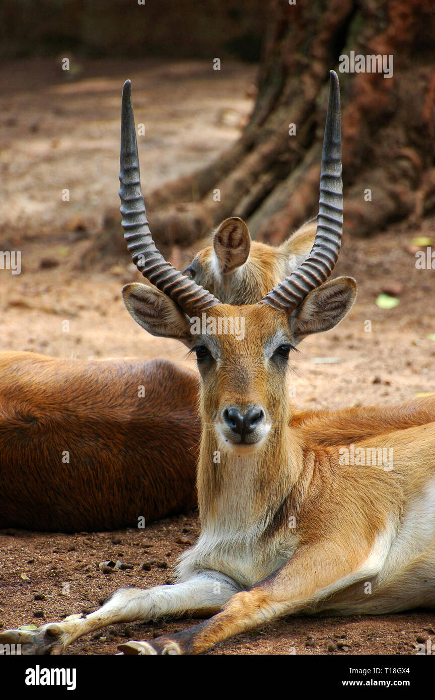 Water buck images hi-res stock photography and images - Alamy