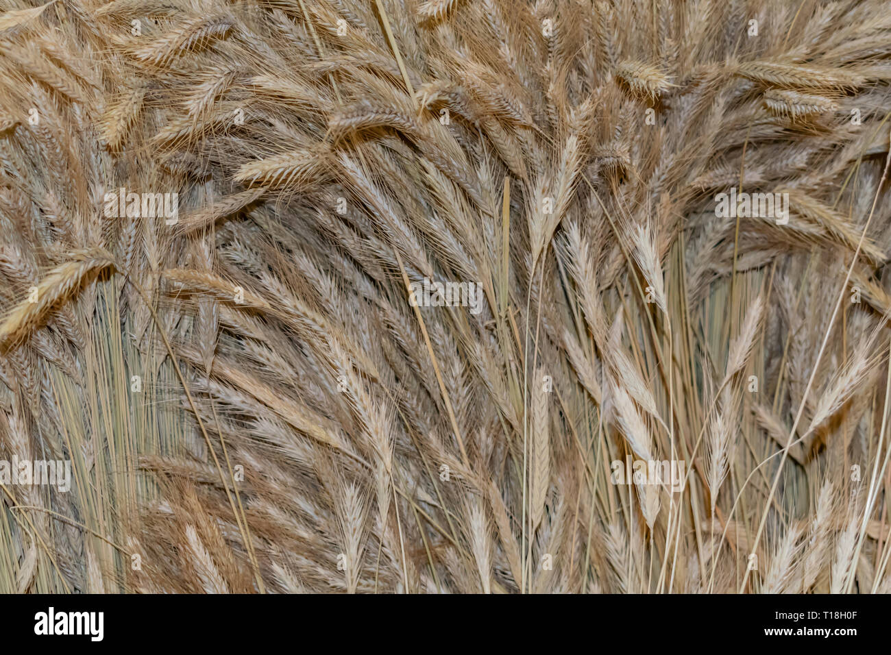 wheat texture, dry wheat ears barley texture Stock Photo - Alamy