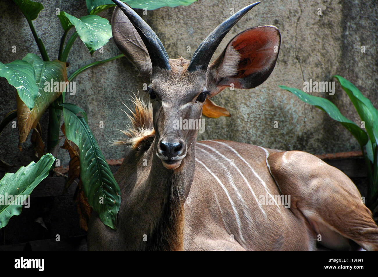 Derbianus hi-res stock photography and images - Alamy
