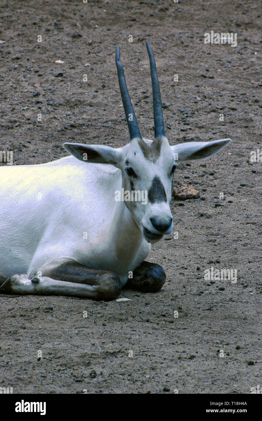 Oryx photos hi-res stock photography and images - Alamy