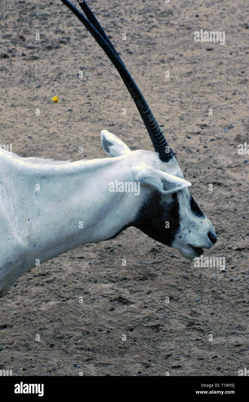 Oryx photos hi-res stock photography and images - Alamy