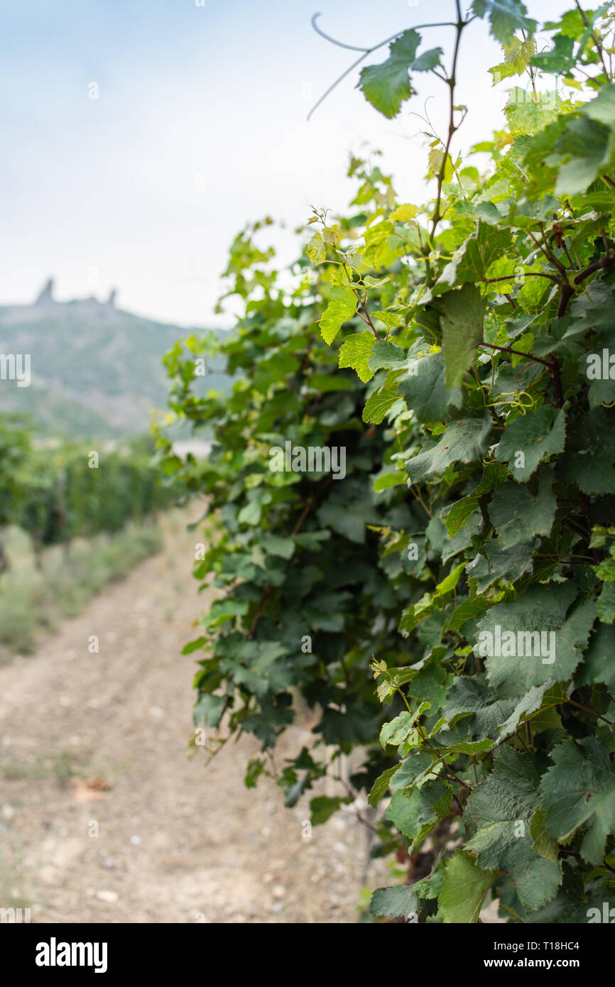 Scenic view vineyards rocky hi-res stock photography and images - Alamy