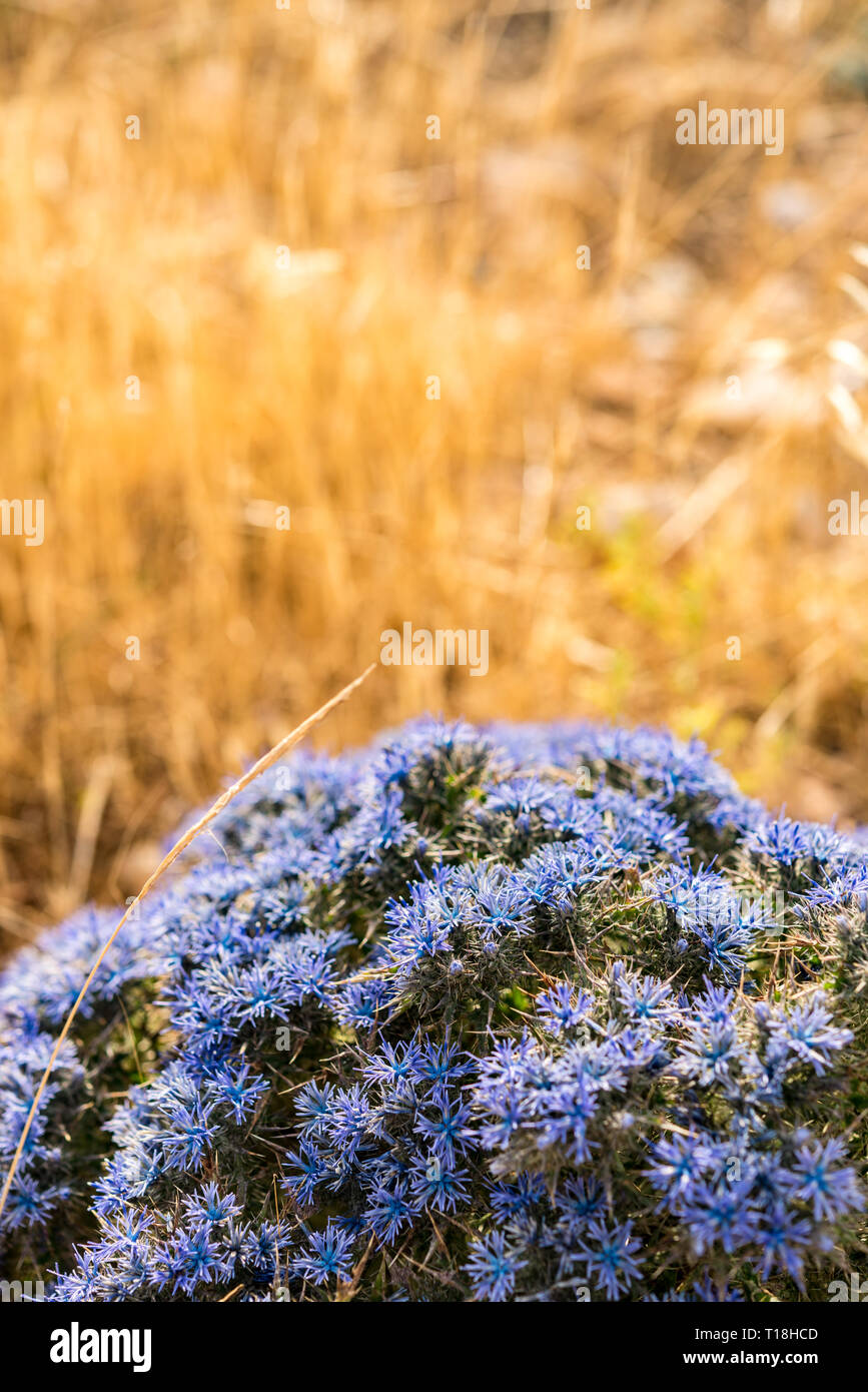 Beautiful prickly bush - small thrisle - purple flowers and thorns with dry bright orange grass ...