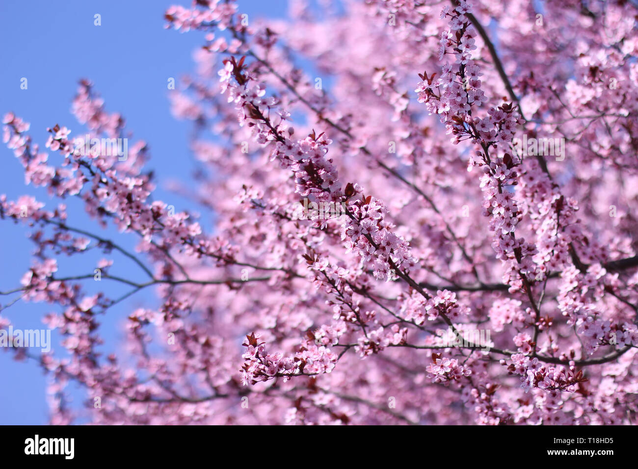 Ornamental plum flowers Stock Photo - Alamy