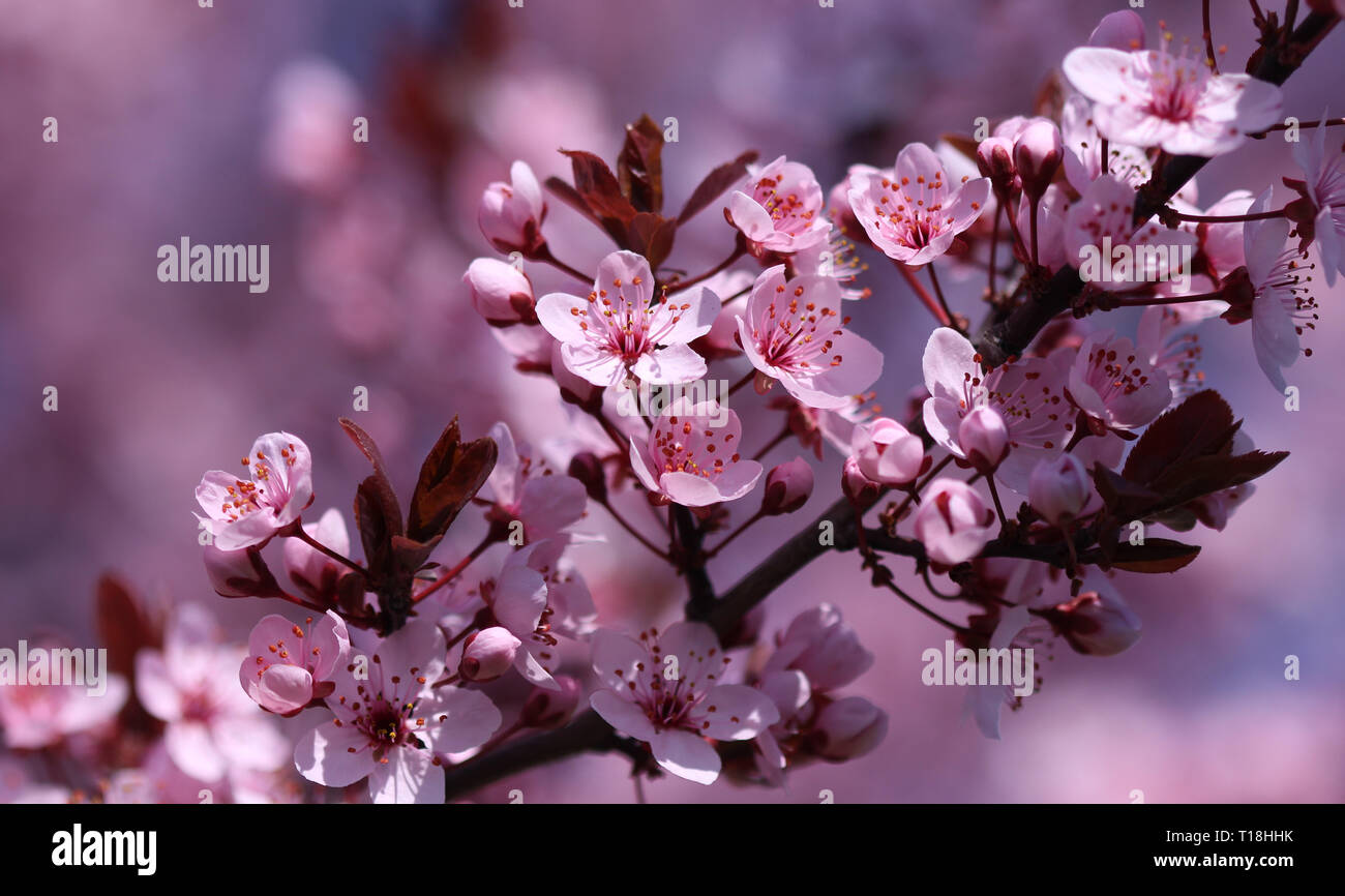Ornamental plum flowers Stock Photo - Alamy