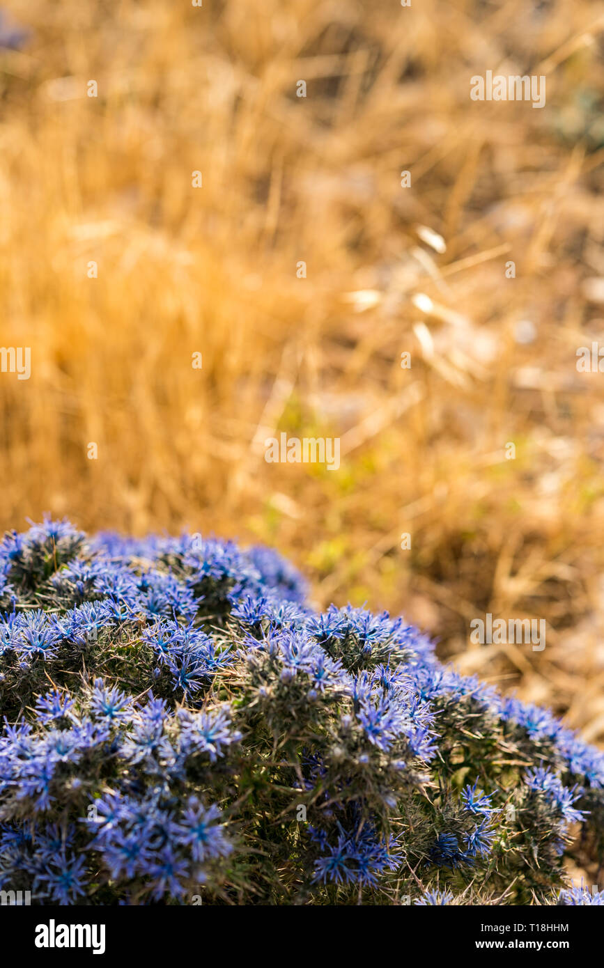 Beautiful prickly bush - small thrisle - purple flowers and thorns with ...