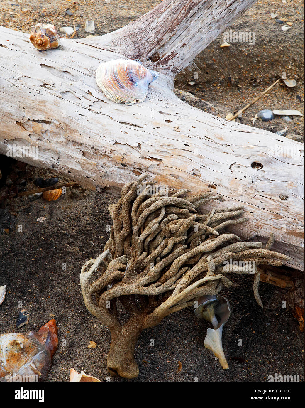 Botany bay plantation heritage preserve hi-res stock photography and ...
