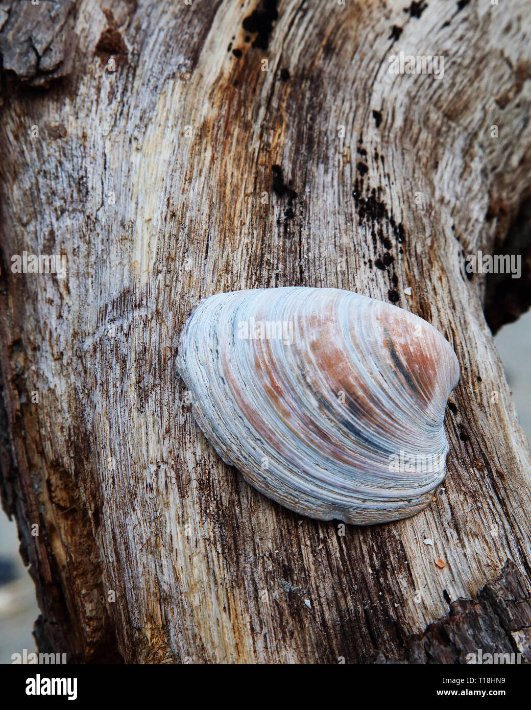Botany Bay Plantation Heritage Preserve High Resolution Stock ...