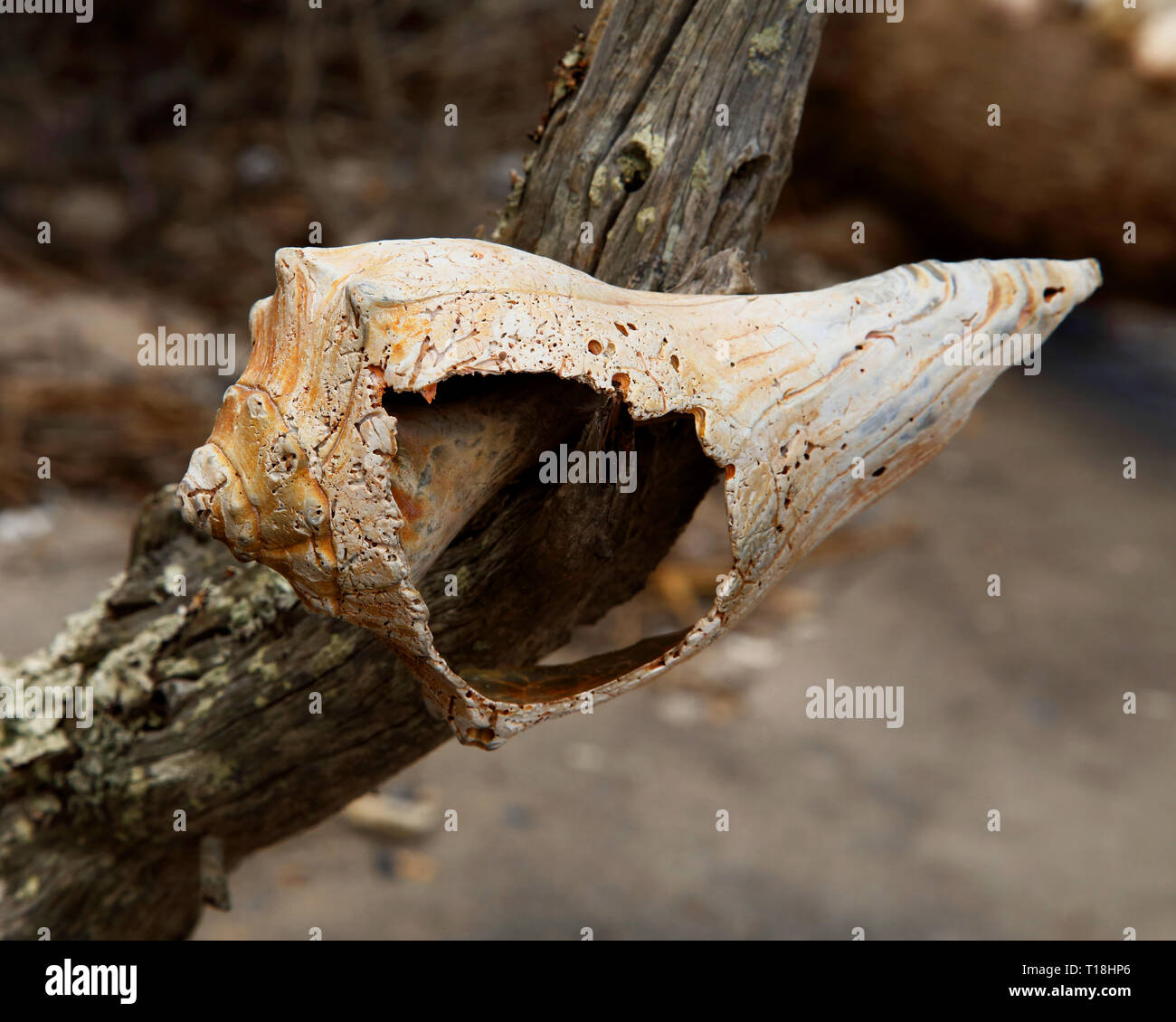 Botany Bay Plantation Heritage Preserve High Resolution Stock ...