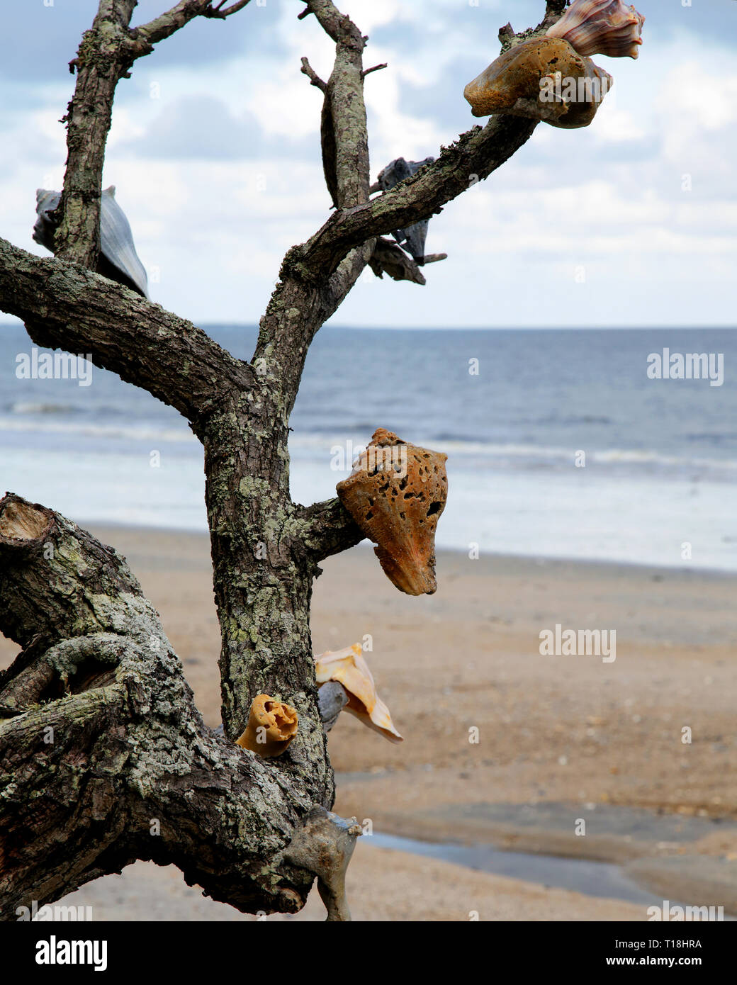 Botany bay plantation heritage preserve hi-res stock photography and ...