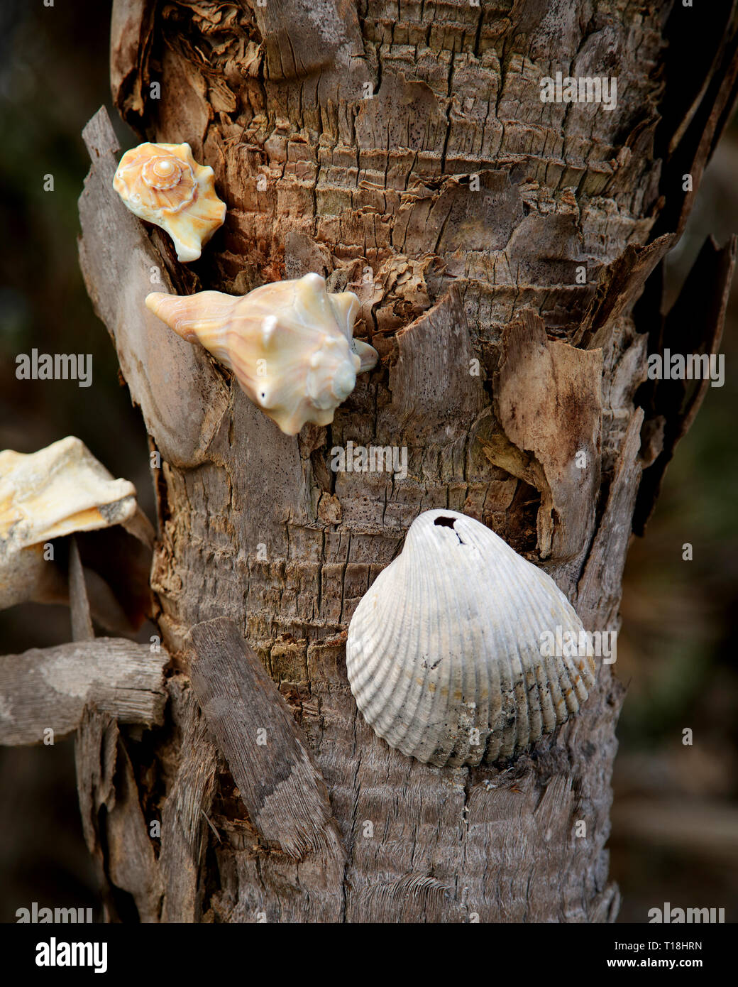 Botany Bay Plantation Heritage Preserve High Resolution Stock ...
