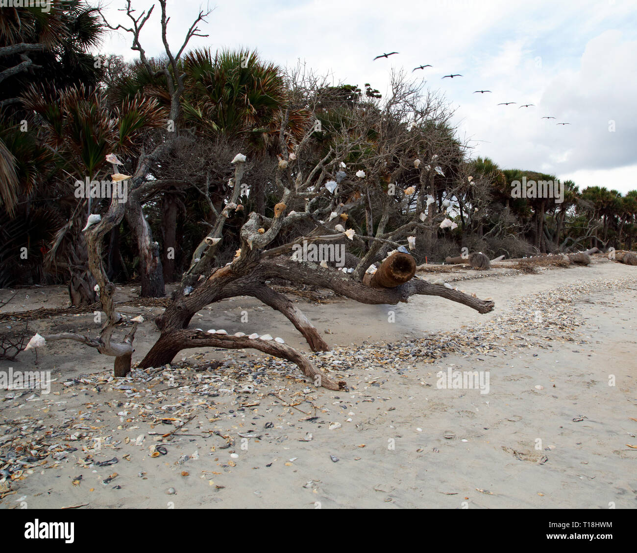 Botney hi-res stock photography and images - Alamy