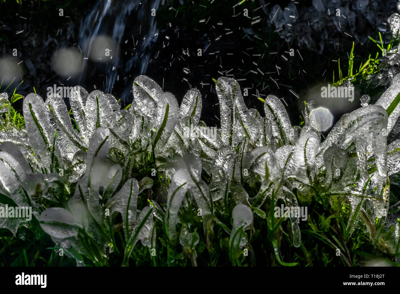 Frozen plants in front of the sun near the stream in cold sunny spring ...