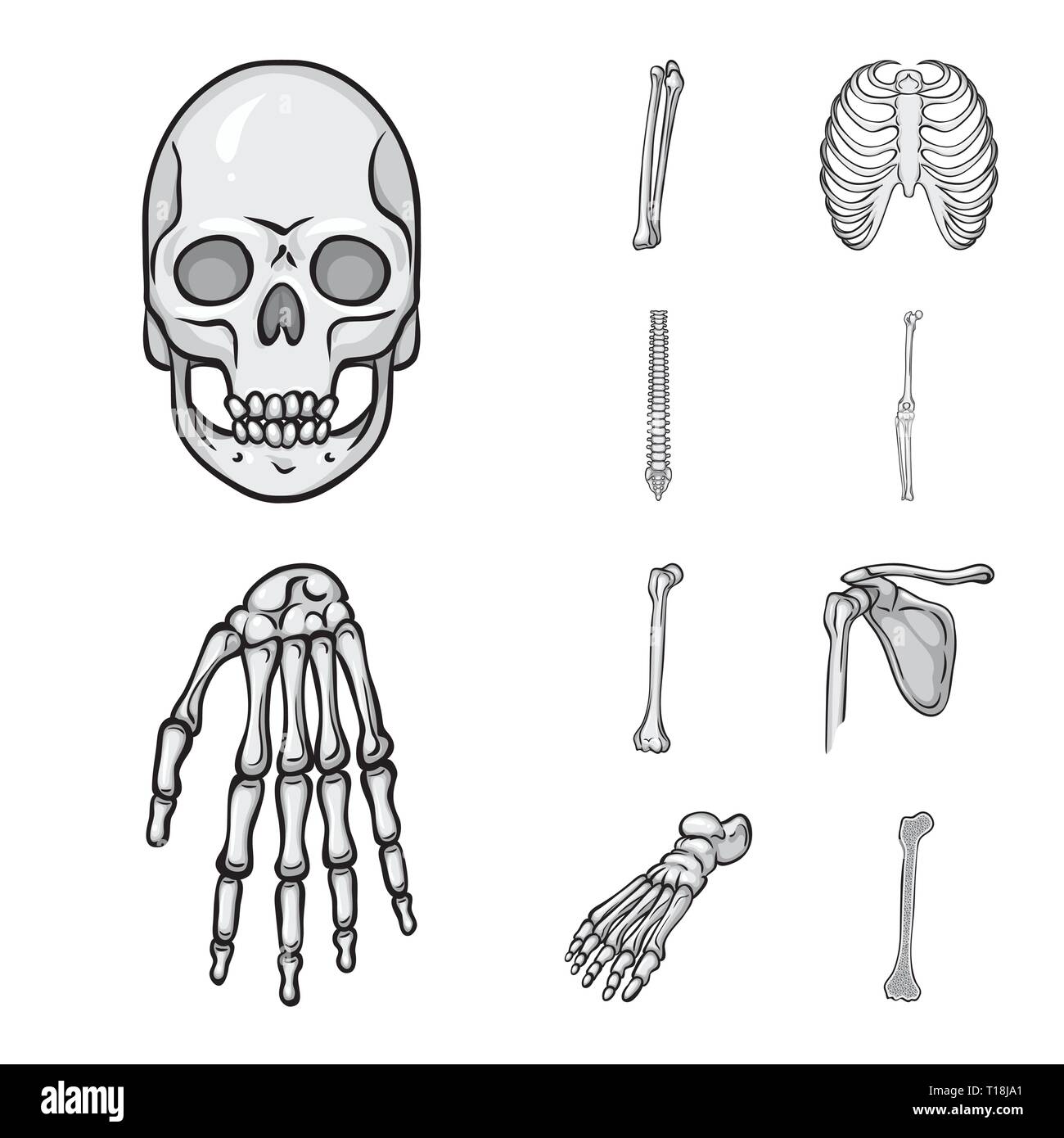 Eye fibula Stock Vector Images - Alamy