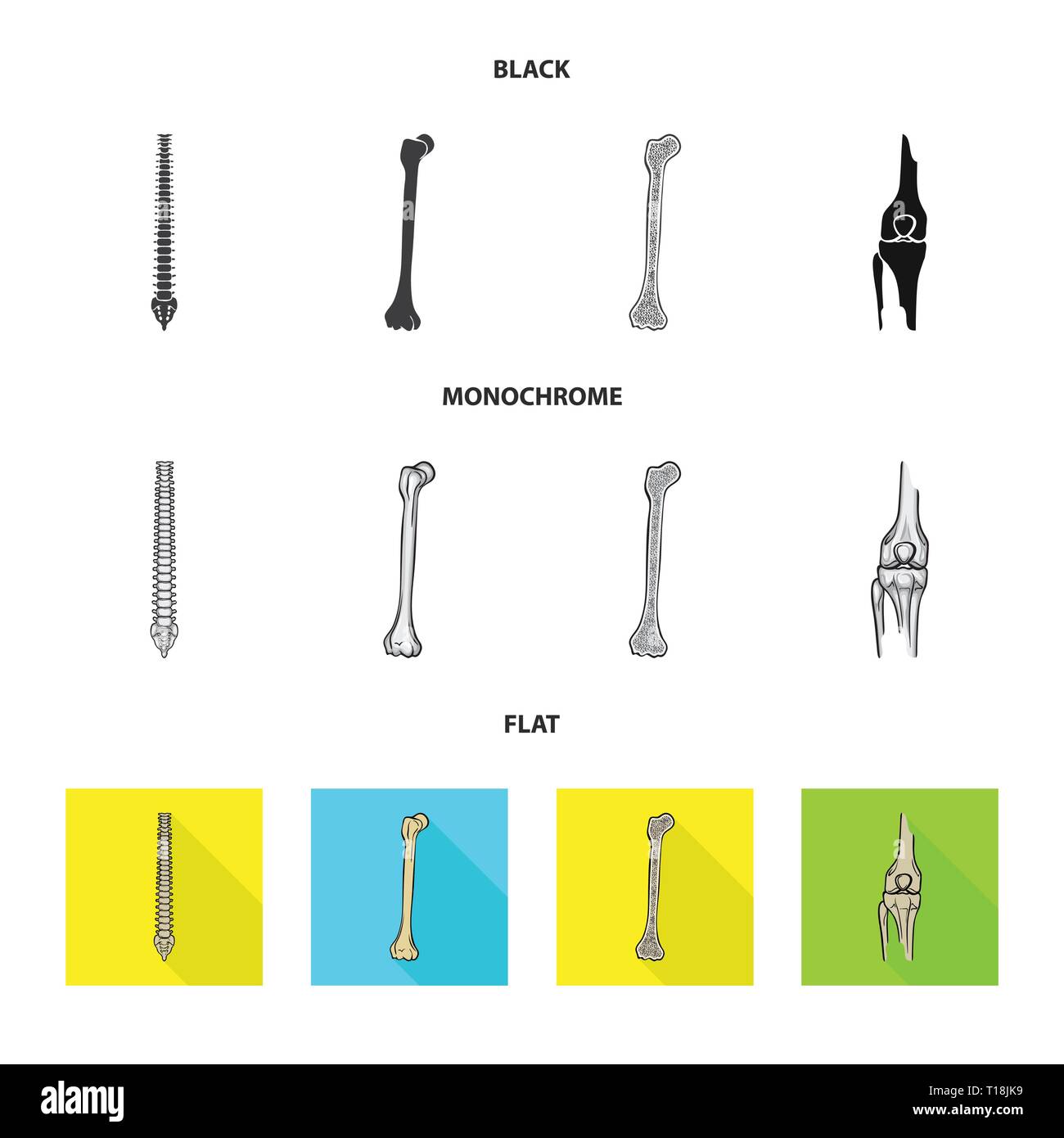 Human shin bone Stock Vector Images - Alamy
