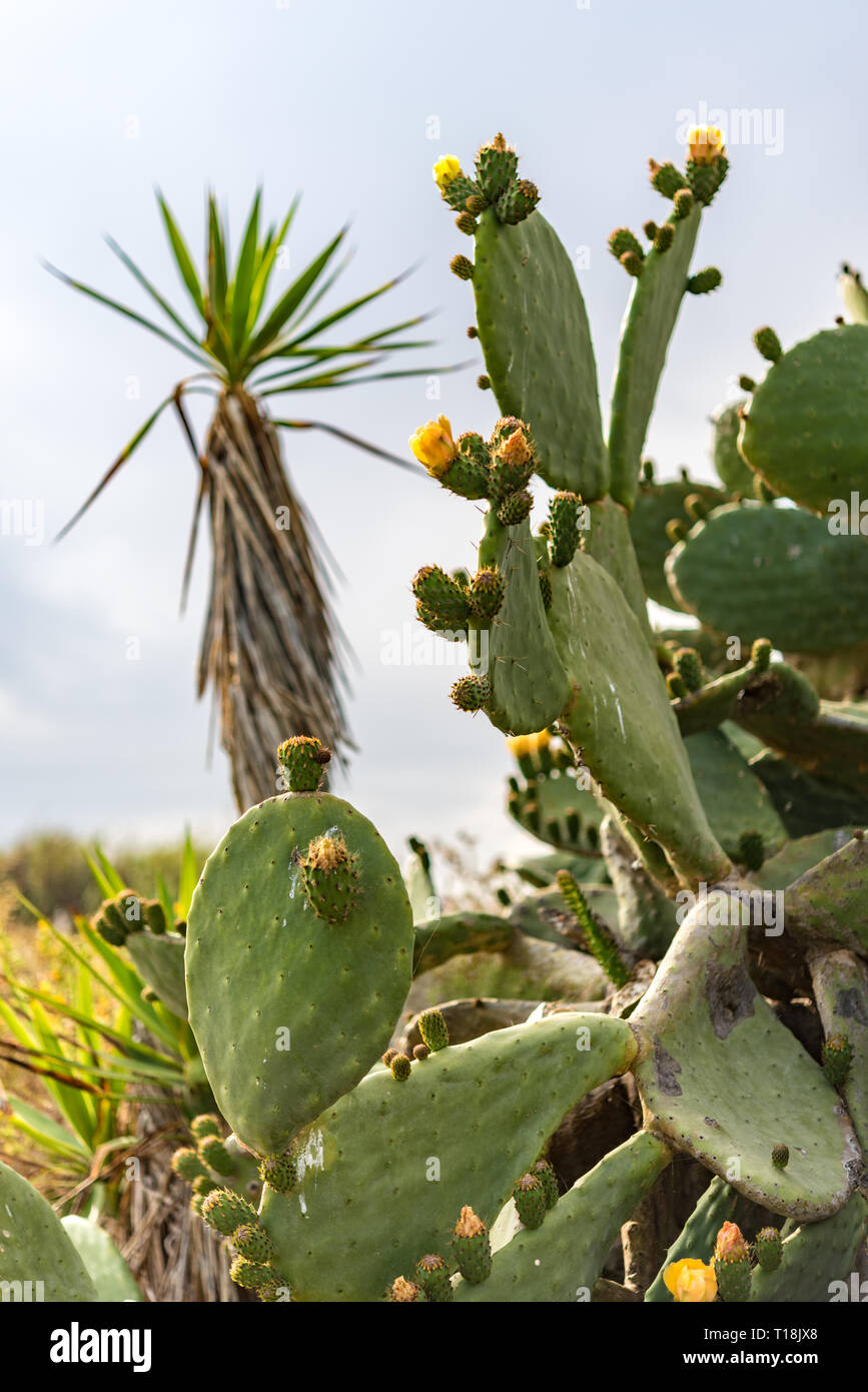 Prickly pear (Opuntia) wild bushes in Cyprus - Papoutsosika Stock Photo ...