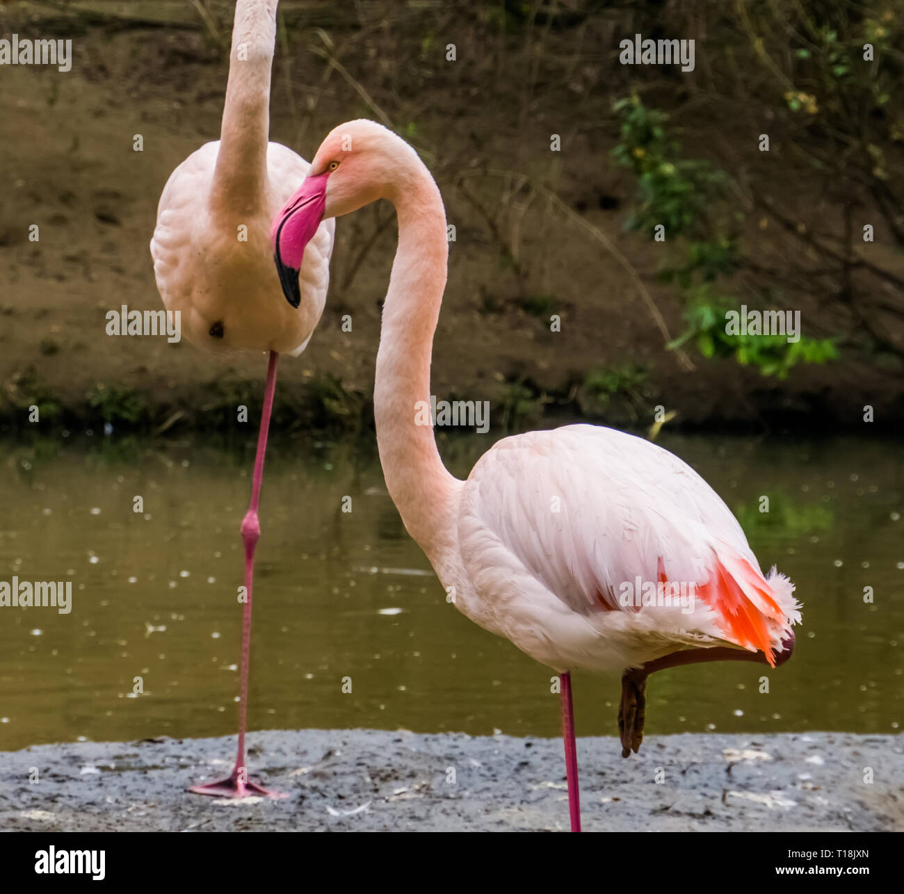 Flamingo on one leg head in feathers hi-res stock photography and ...