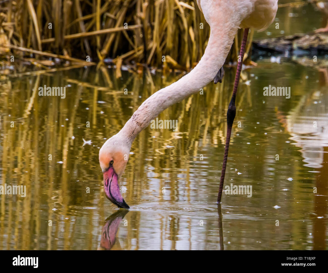 Flamingo drinking water lake hi-res stock photography and images - Alamy