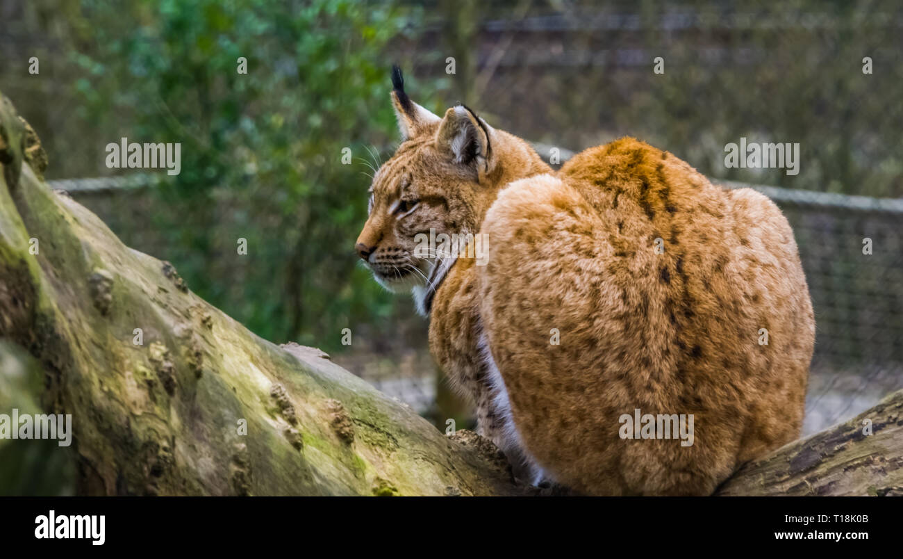 closeup of a eurasian lynx sitting on a tree branch, Wild cat from ...