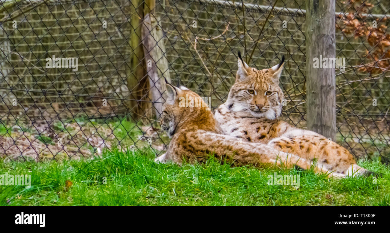 Two cats laying together hi-res stock photography and images - Alamy