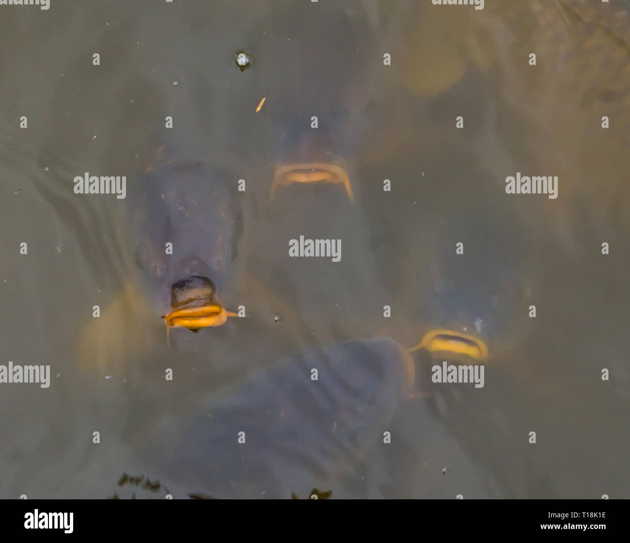 Carp lips in river hi-res stock photography and images - Alamy