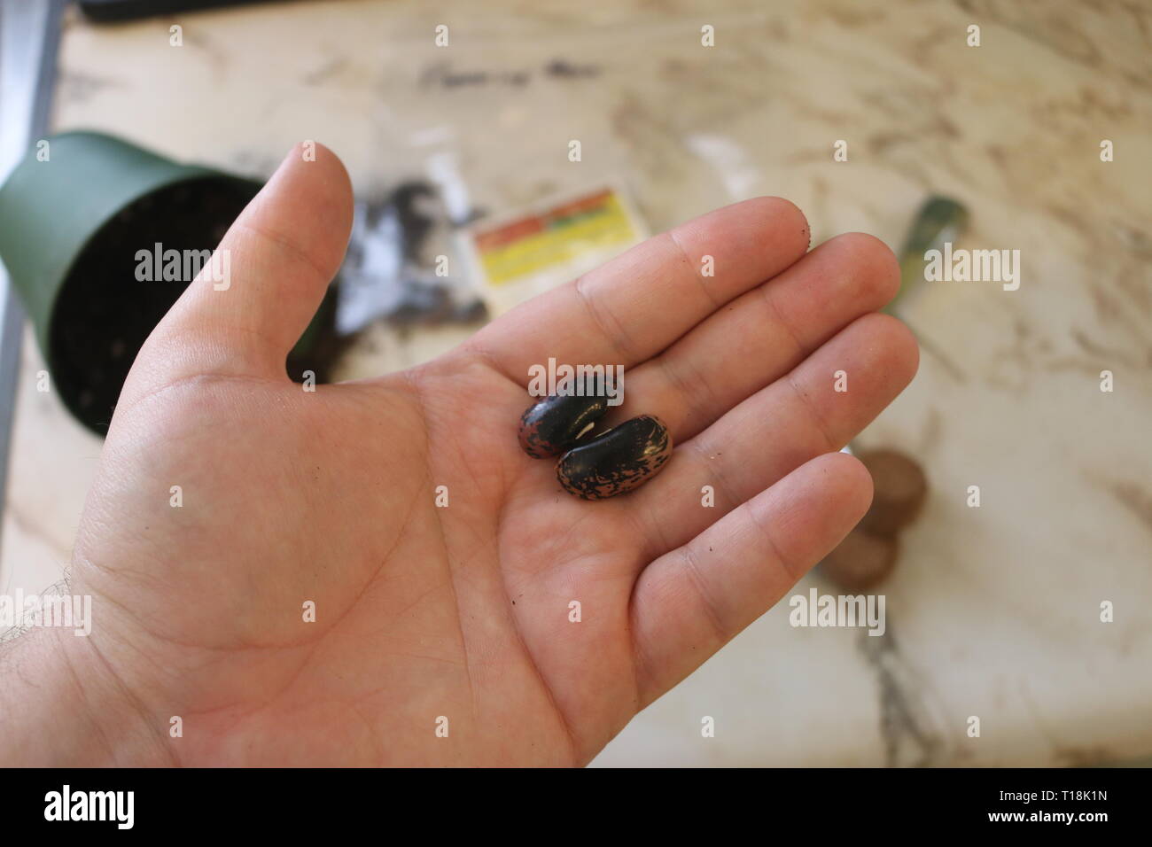 Red runner bean seed, growing and sowing seed concept Stock Photo - Alamy