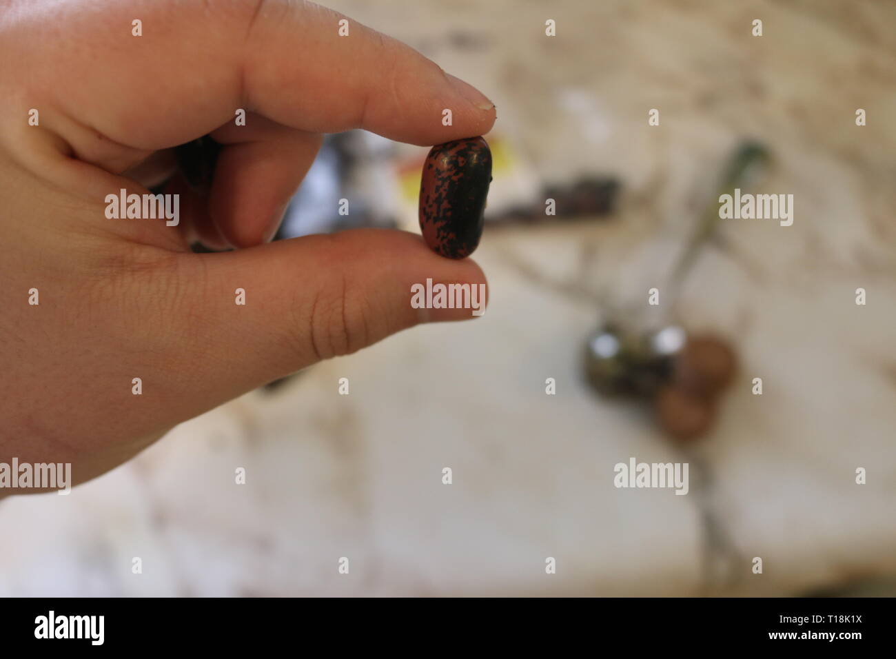 Red runner bean seed, growing and sowing seed concept Stock Photo - Alamy