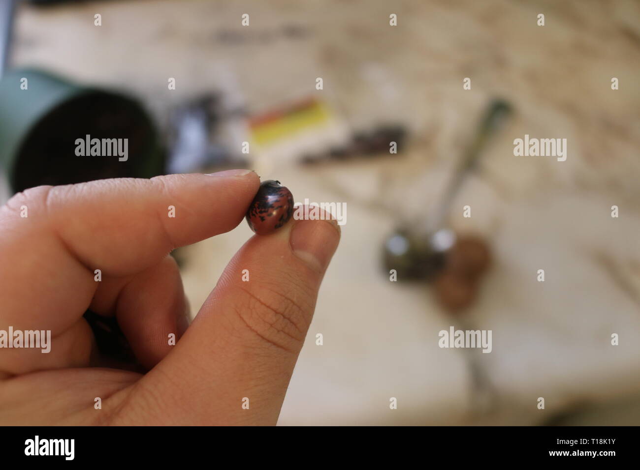Red runner bean seed, growing and sowing seed concept Stock Photo - Alamy