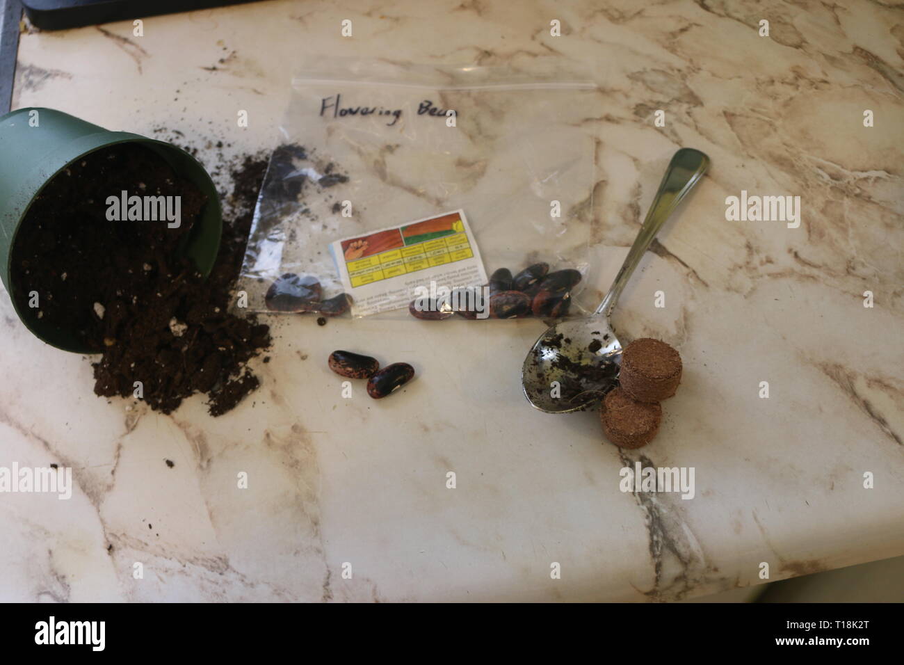 Red runner bean seed, growing and sowing seed concept Stock Photo - Alamy