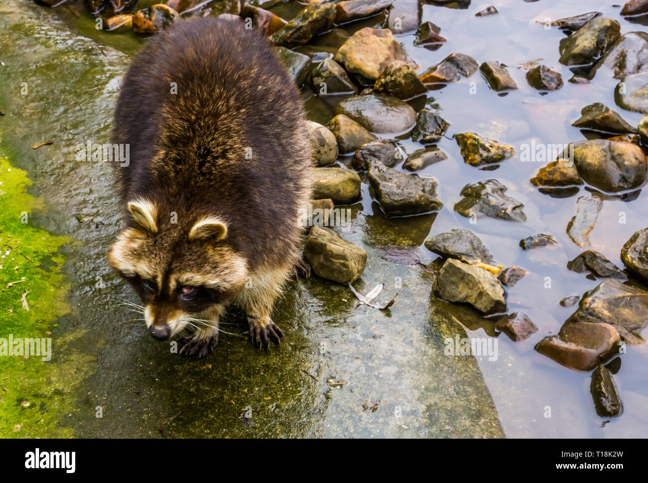 common raccoon standing at the water side, tropical animal from America ...