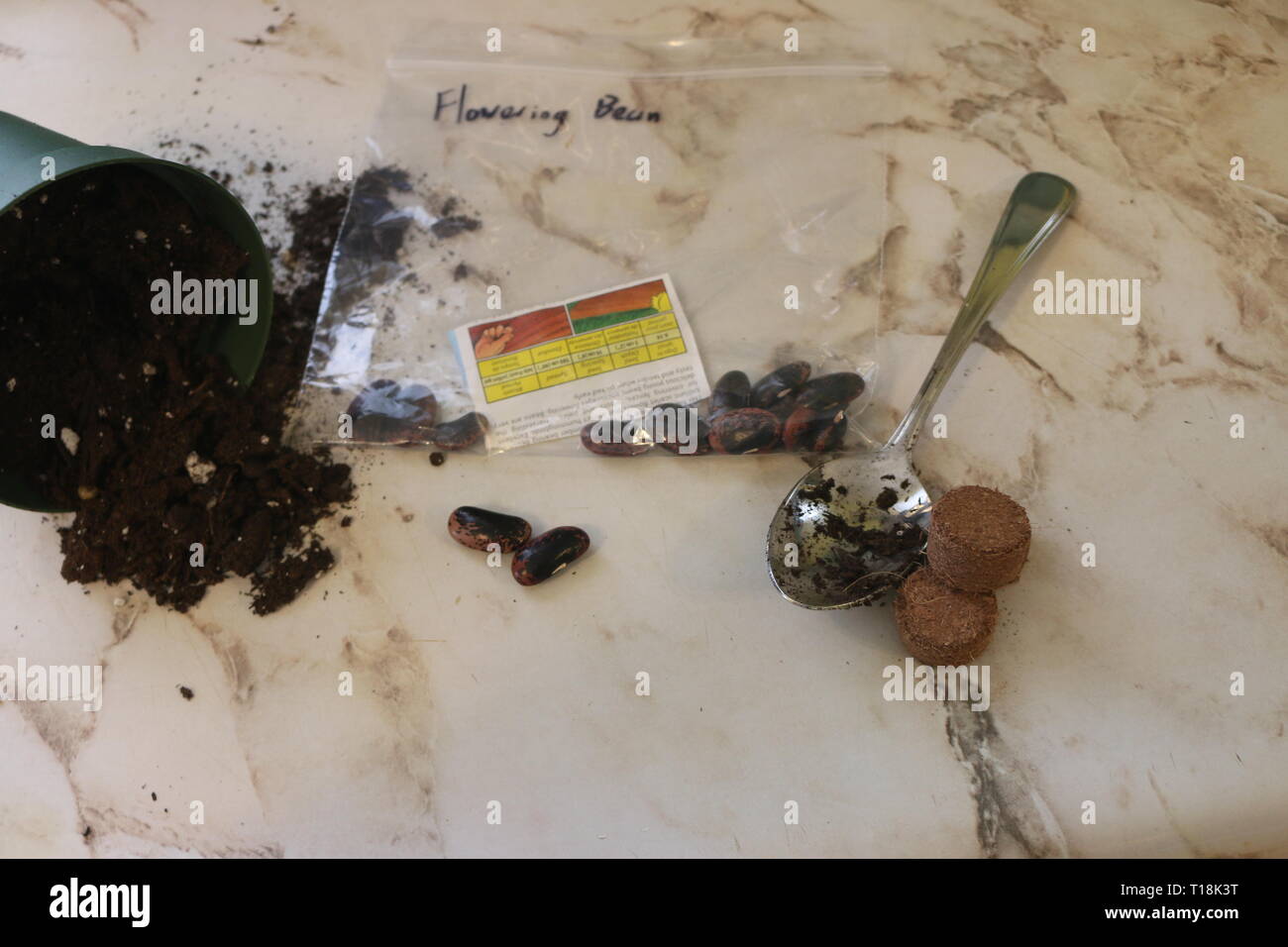 Red runner bean seed, growing and sowing seed concept Stock Photo - Alamy