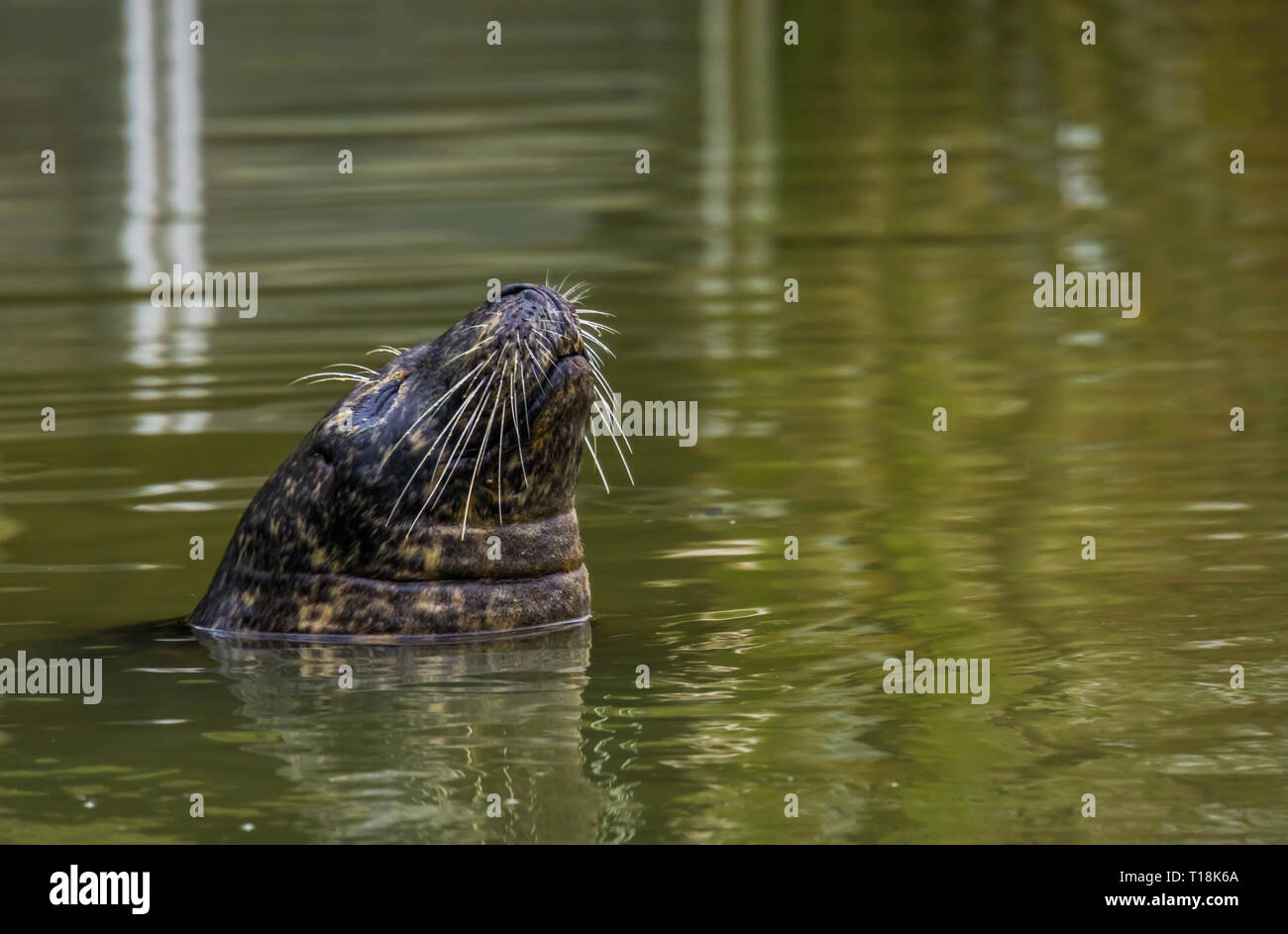 closeup of the face of a seal swimming in the water, popular zoo ...