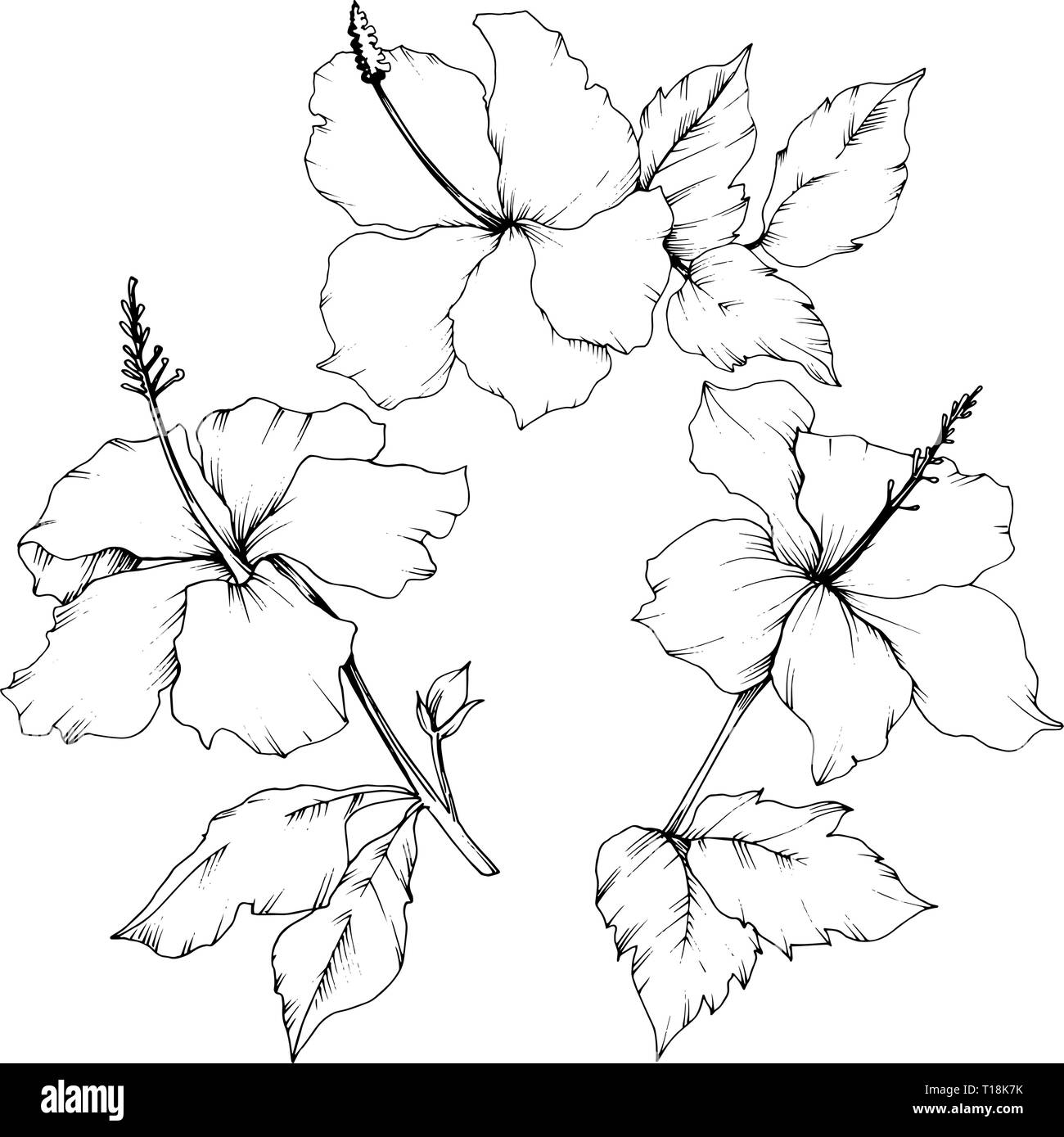 Vector Hibiscus floral botanical flower. Black and white engraved ink art. Isolated hibiscus ...
