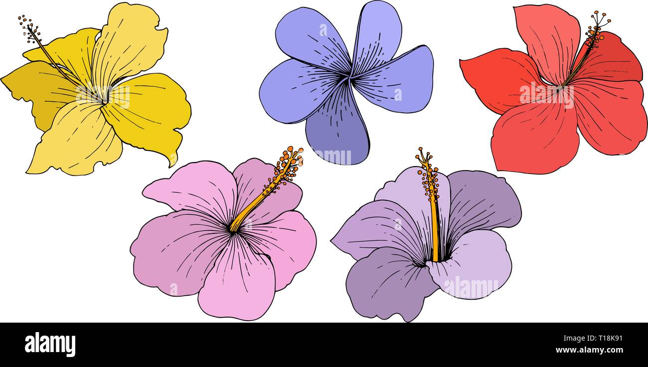 Vector Hibiscus floral tropical flowers. Engraved ink art. Isolated hibiscus illustration ...