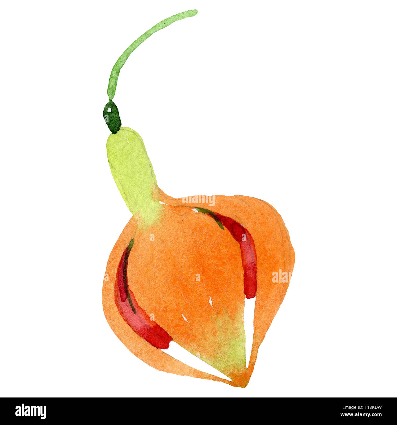 Orange fuchsia floral botanical flower. Watercolor background ...