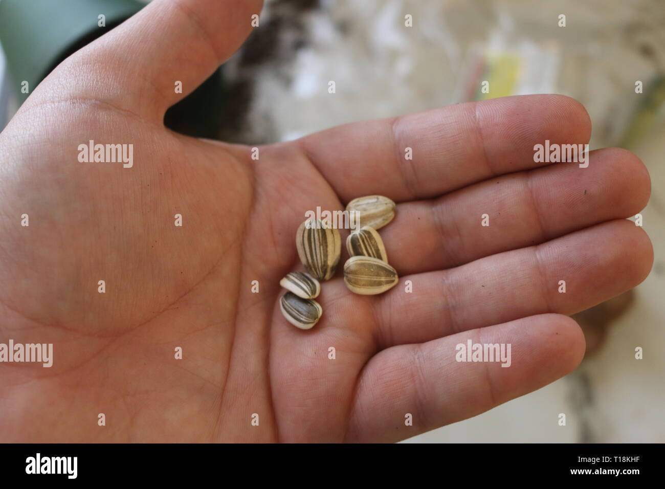 man hands with grain, on sunflower seeds background Stock Photo - Alamy