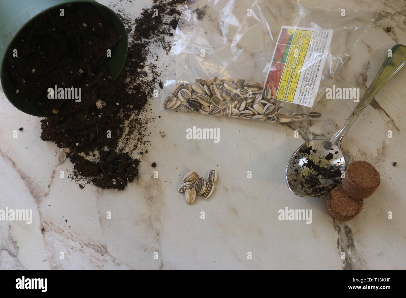 man hands with grain, on sunflower seeds background Stock Photo - Alamy