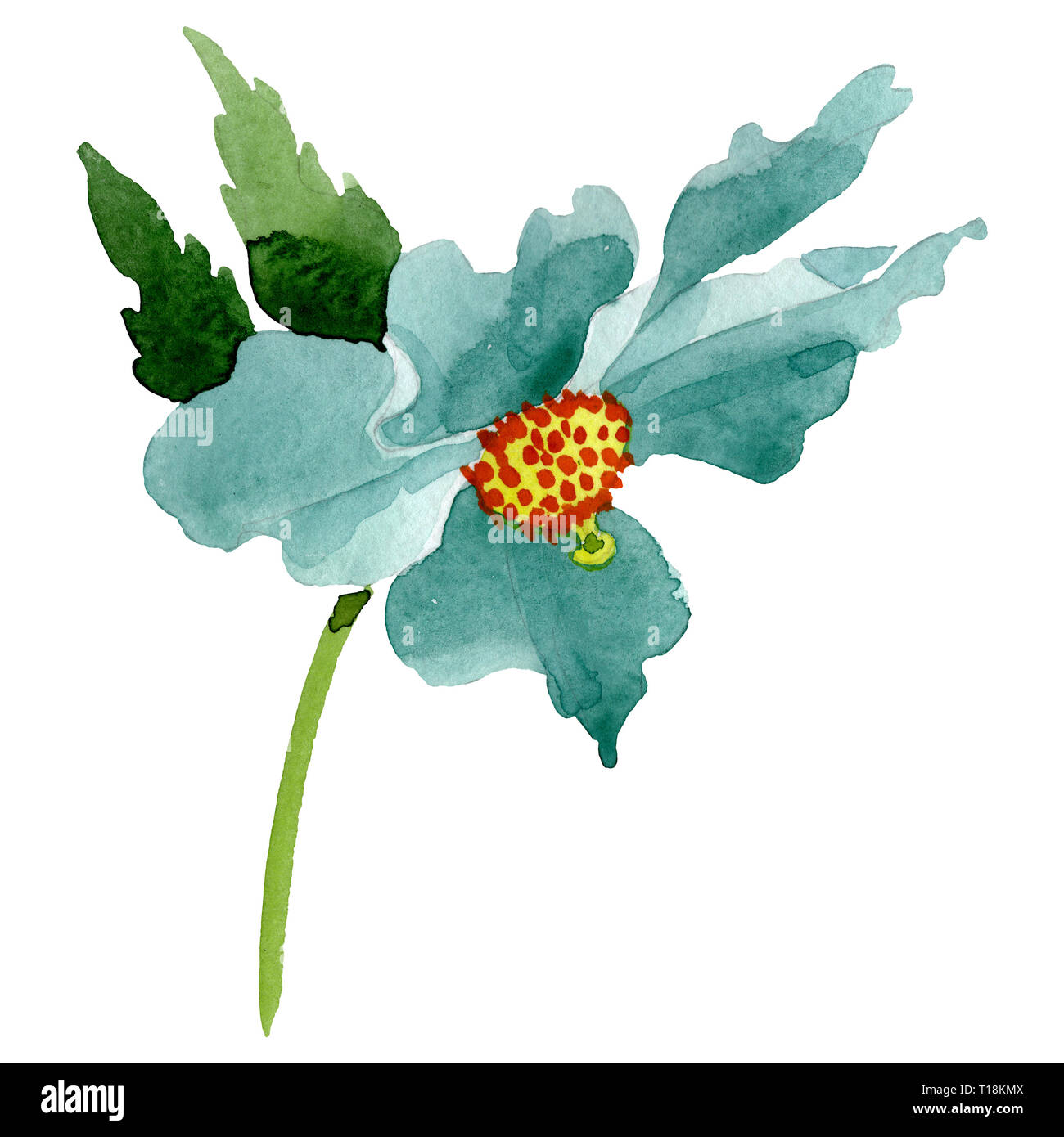 Turquoise poppy floral botanical flower. Watercolor background ...