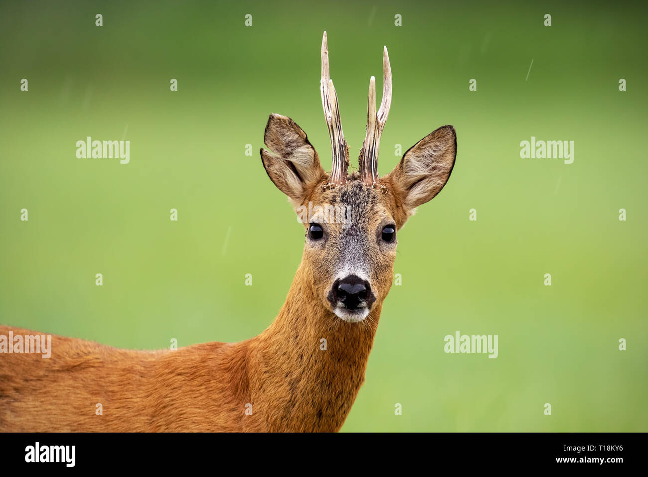 Roebuck capreolus capreolus on a field hi-res stock photography and ...