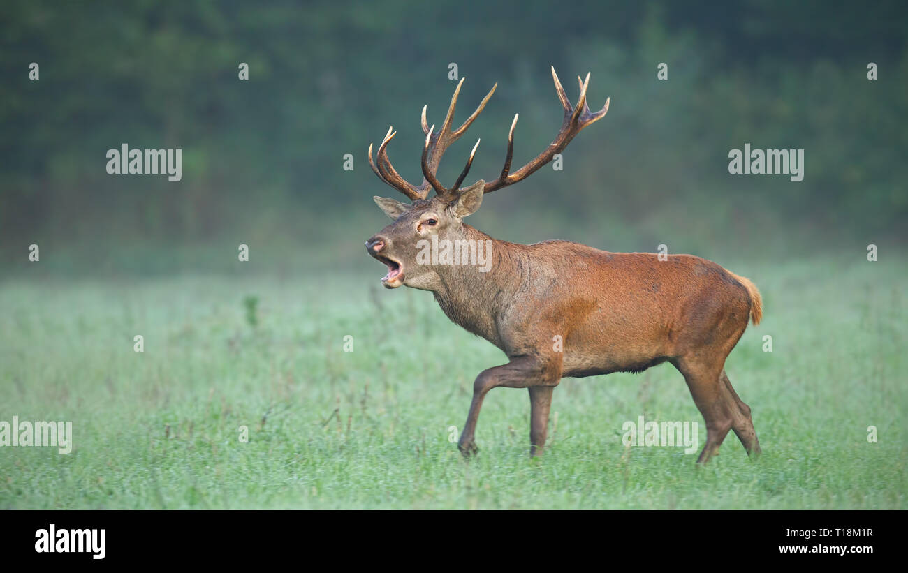 Deer mating hi-res stock photography and images - Alamy