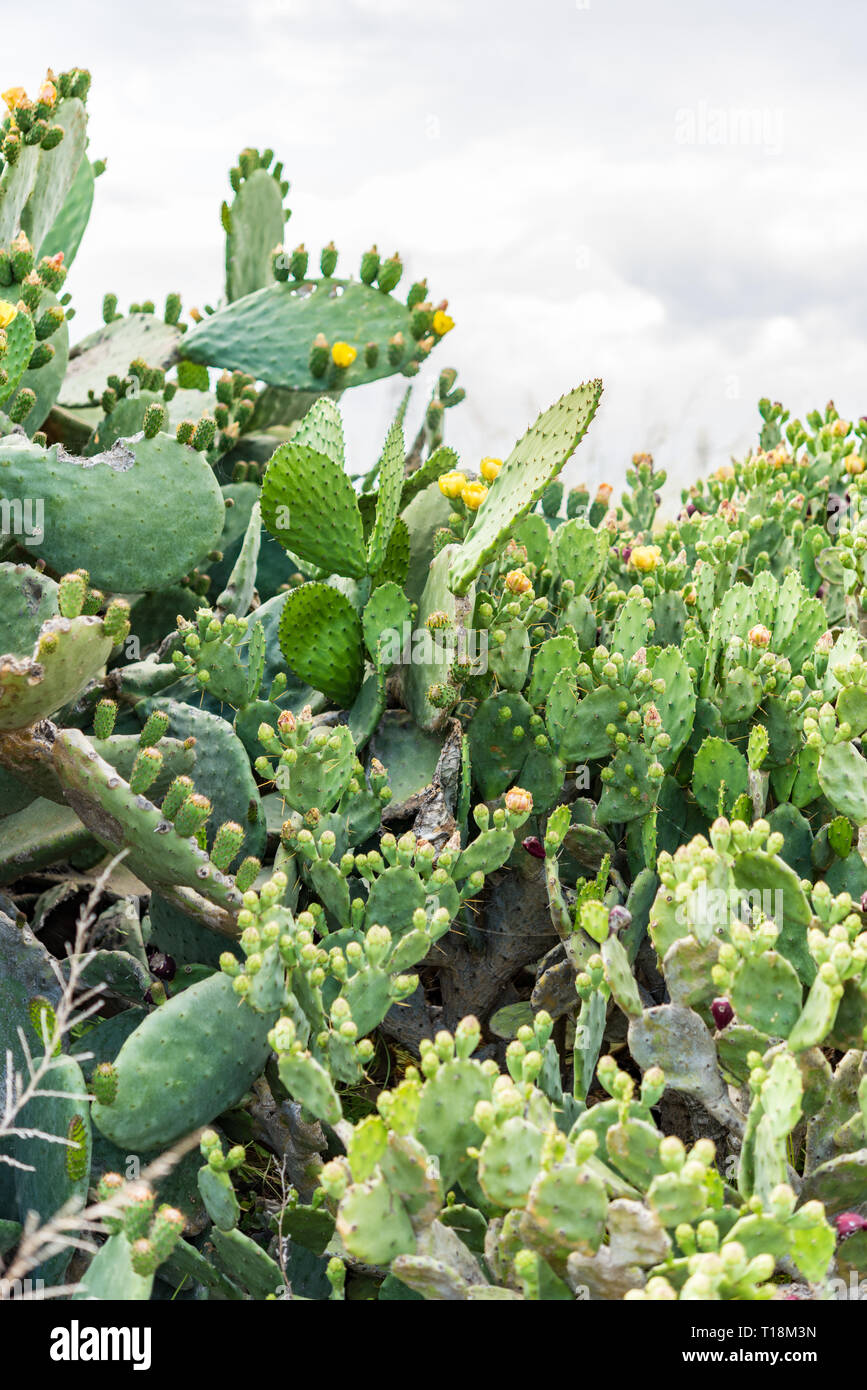 Prickly pear (Opuntia) wild bushes in Cyprus - Papoutsosika Stock Photo ...