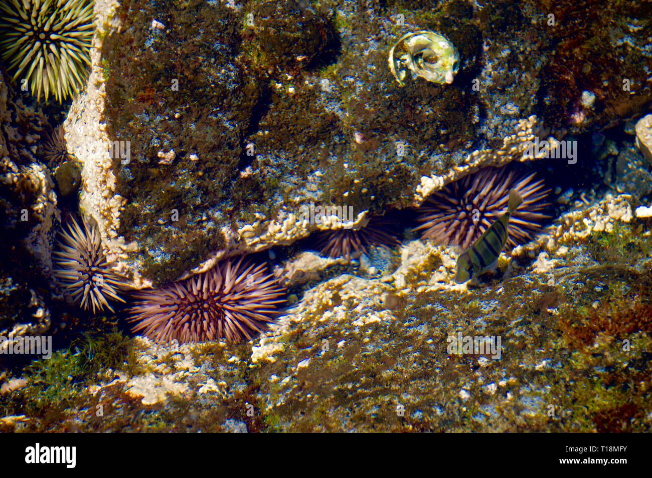 Toxopneustes brevispinosus hi-res stock photography and images - Alamy