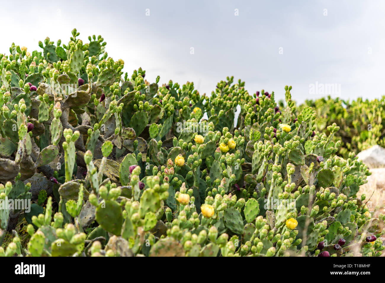 Prickly pear (Opuntia) wild bushes in Cyprus - Papoutsosika Stock Photo ...