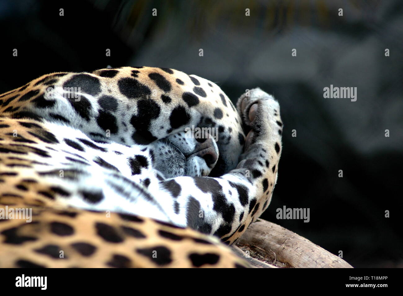 Leopard markings hi-res stock photography and images - Alamy