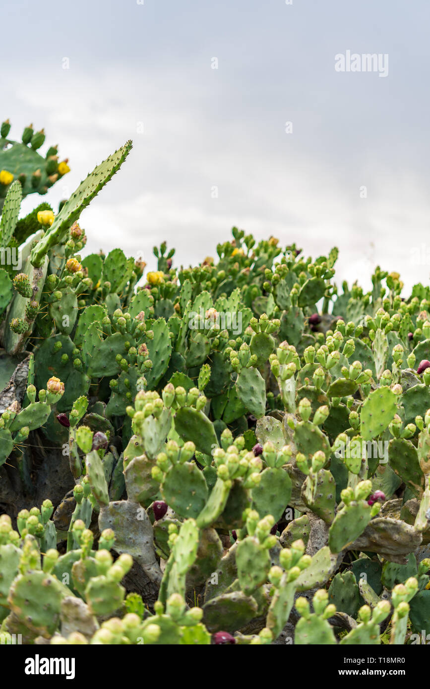 Prickly pear (Opuntia) wild bushes in Cyprus - Papoutsosika Stock Photo ...